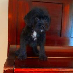 Puppies for sale - Puppies.ie - Find a puppy for sale